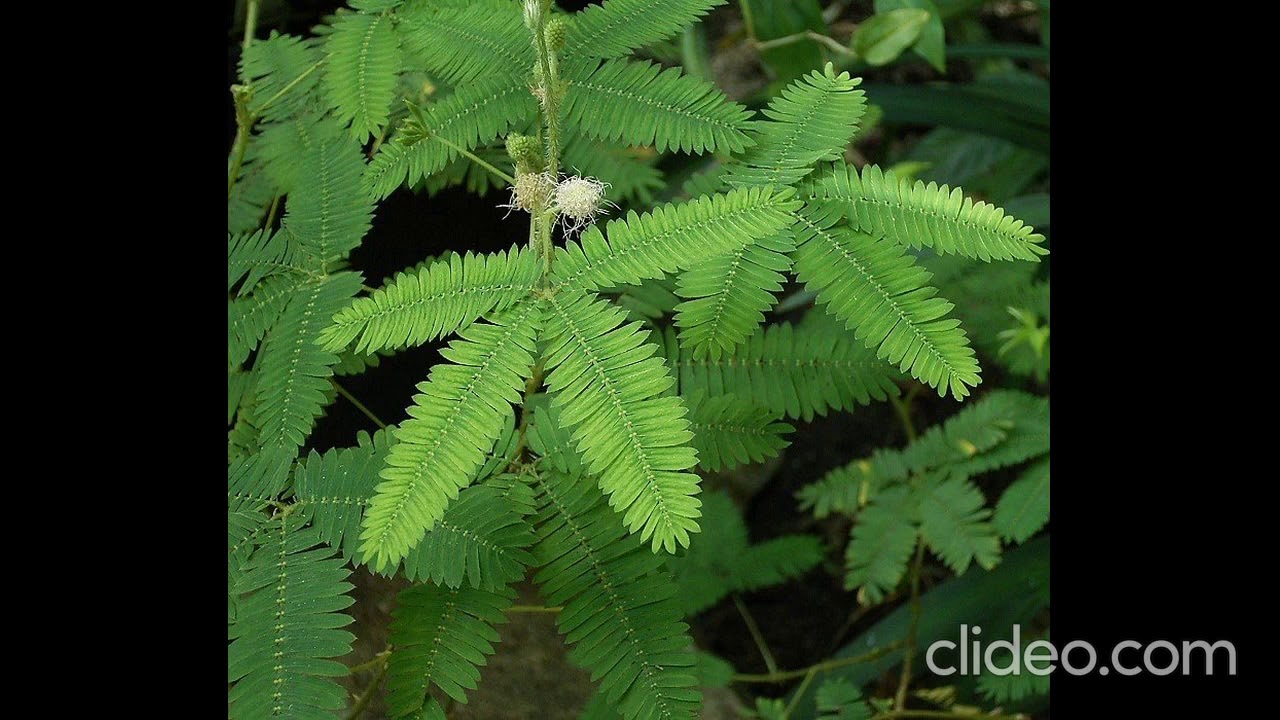 Touch me not Plant Part 1 - YouTube