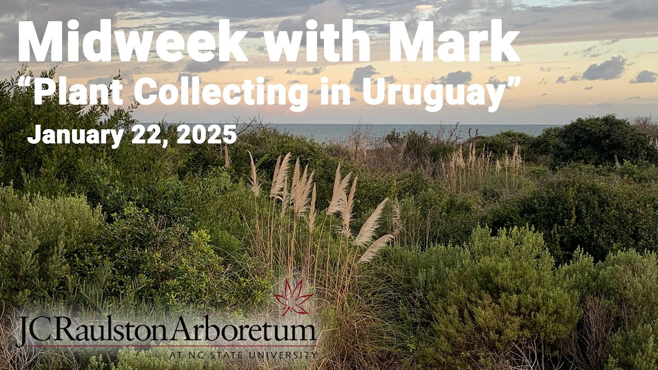Midweek with Mark - "Plant Collecting in Uruguay" - YouTube