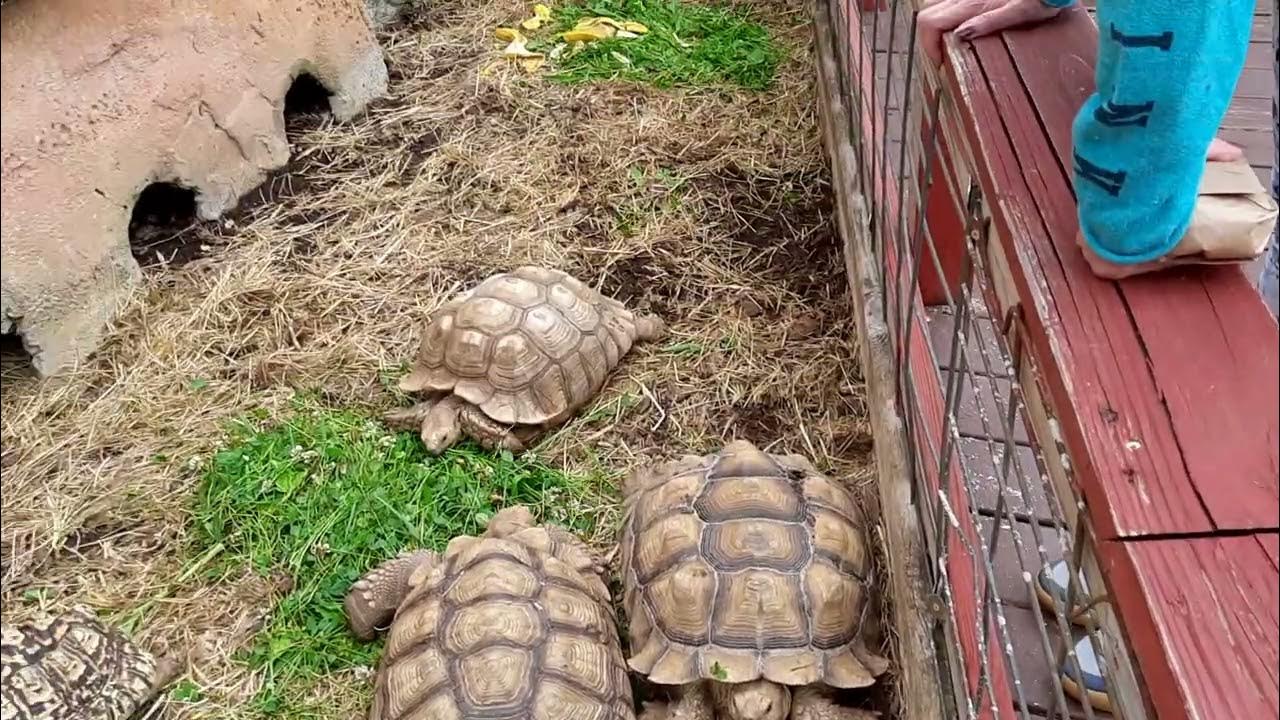 Tortoises of Rainforest Adventure, Pigeon Forge, TN. - YouTube