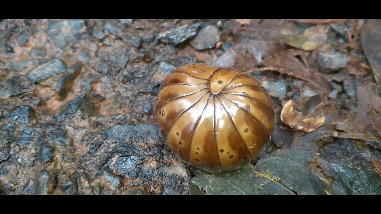 Roly Poly~Pill Bug | Armadillidiidae | Woodlice | Crustacean | Order ...