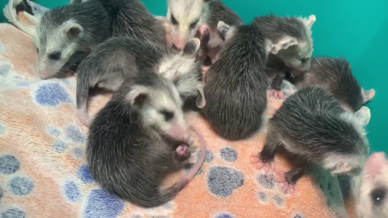 It’s a messy process but easier when 12 baby possums can get their ...
