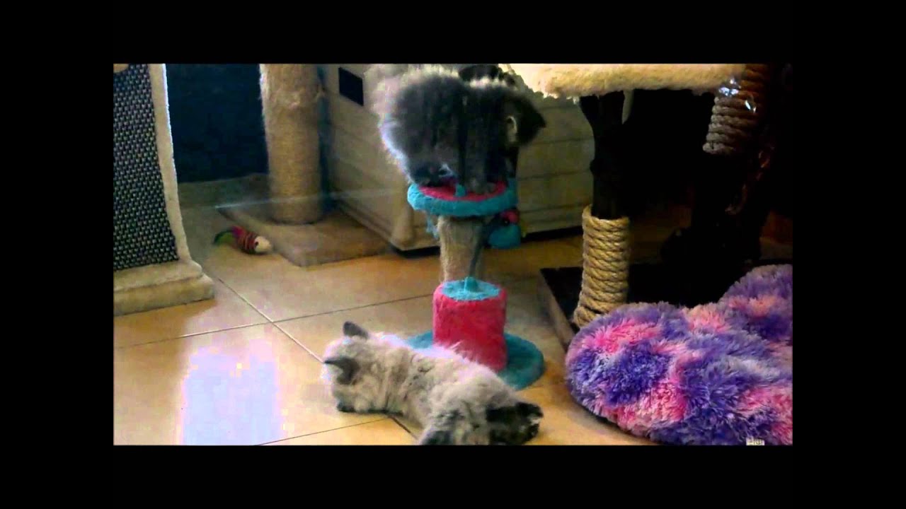 GATITOS bebes divertidos - YouTube