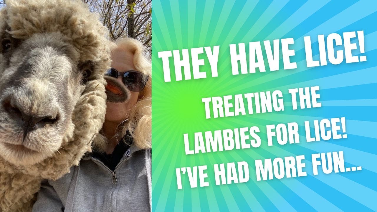 How to Treat Sheep for Lice | Lambie Care 101 🐑 - YouTube