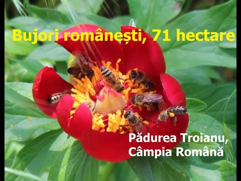 Bujori românești, 71 hectare, în Pădurea Troianul / Troianu - YouTube