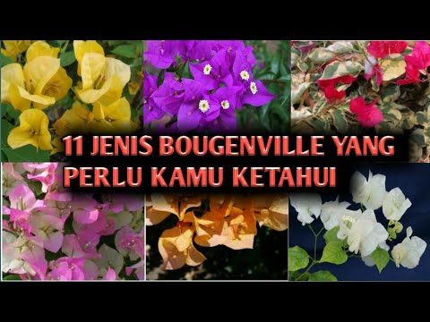 11 jenis BOUGENVILLE-BUNGA KERTAS