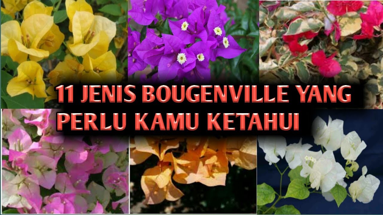 11 jenis BOUGENVILLE-BUNGA KERTAS - YouTube