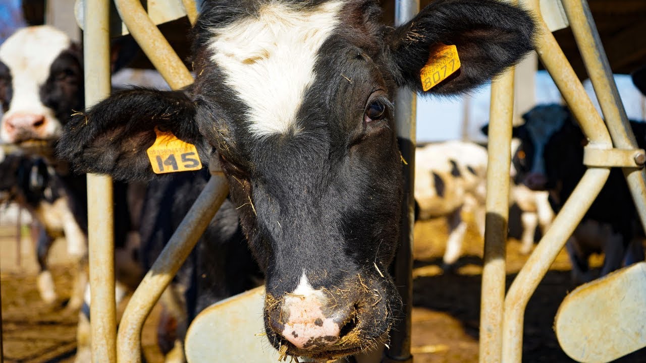 Pure Holland Cow identification | Friesian cow kesi hoti hai - YouTube