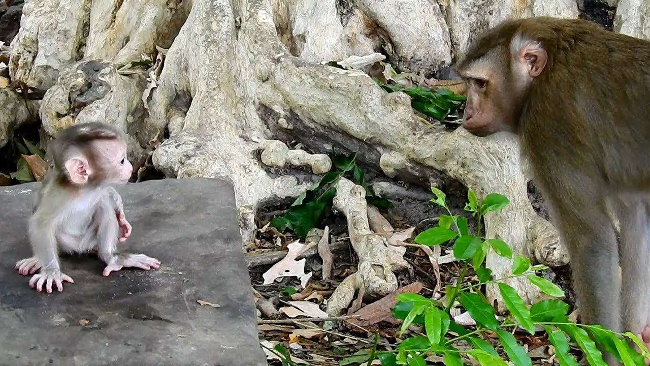 First time mom trying to leave newborn baby monkey Jennifer alone ...