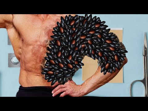 ASMR animation live 24/7. ASMR Body Care remove worms and dog ticks ...