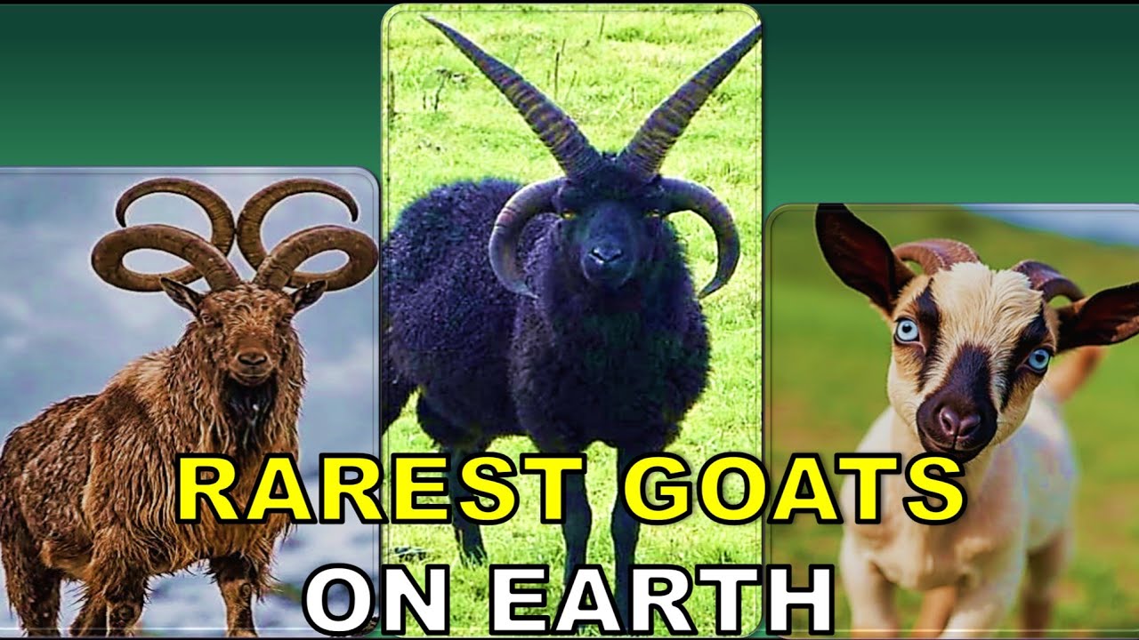 Top Goat Breeds in the World 🐐🌍 | Most Beautiful & Strong Goats Ever ...