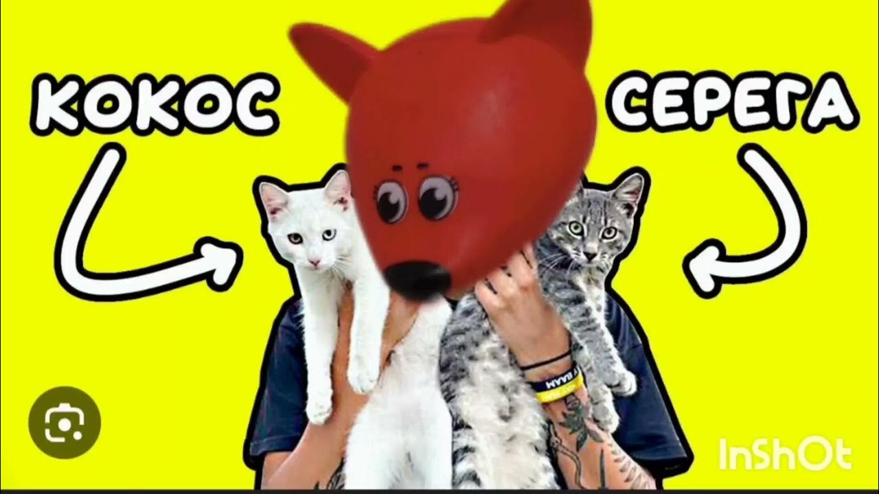 Лисичка из мимимишек спела песню Про котят @HolyBaam - YouTube