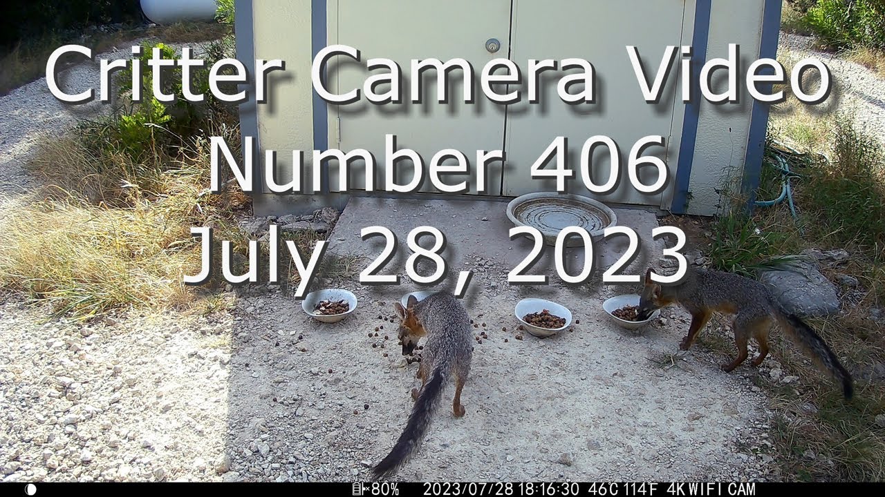 Critter Cam Video 406 July 28, 2023 in 4K #CritterCamera #TrailCamera ...