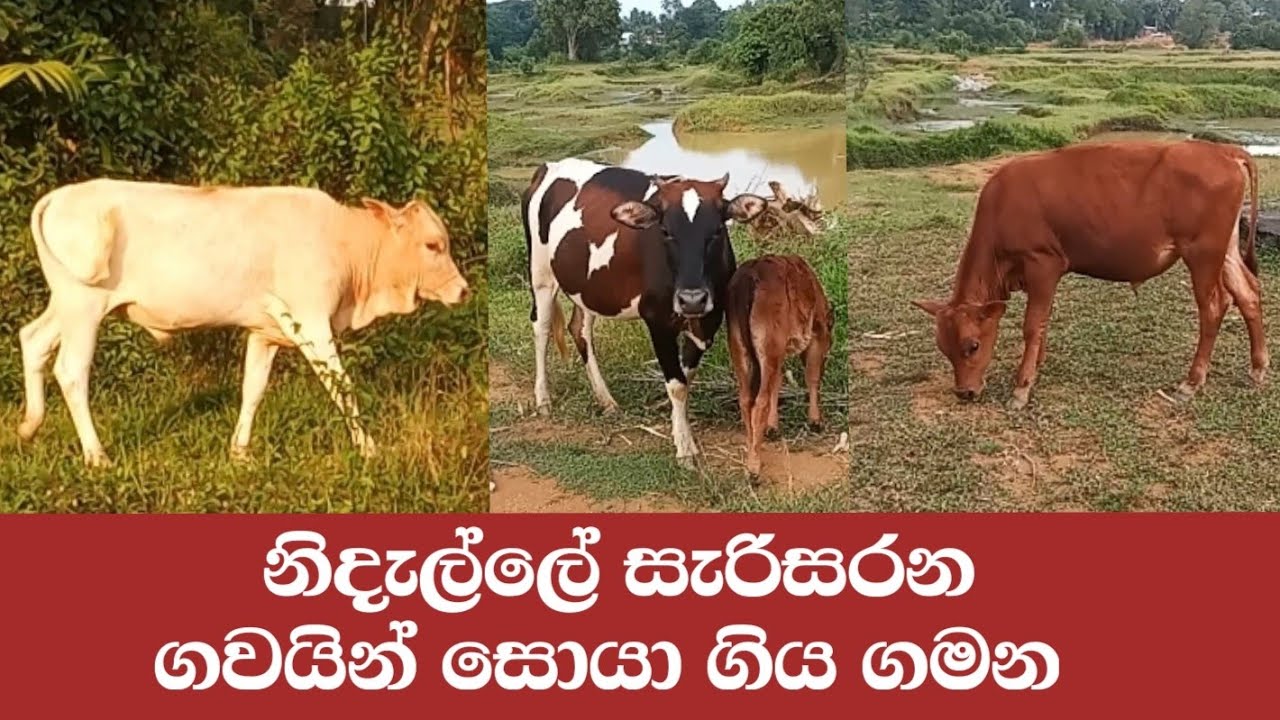 නිදැල්ලේ සැරිසරන ගවයින් / @SL_Animals_Tv - YouTube