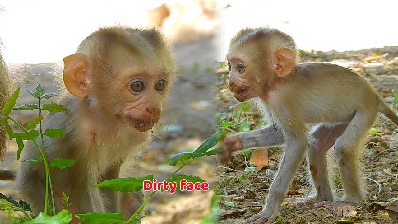 Very poor baby monkey Niko face very dirty - Niko very hungry he eat ...