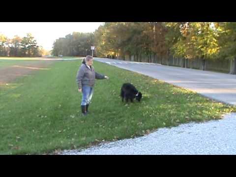AKC beginning tracking - step 2 - showing the dog the scent circle ...
