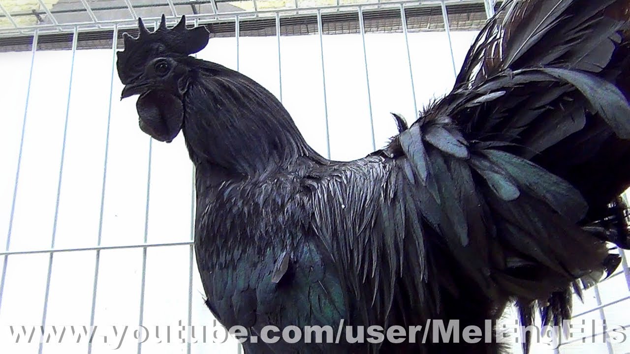 Poules et Coqs Cémani ( Ayam Cemani - Ebony Chicken) - Exposition ...