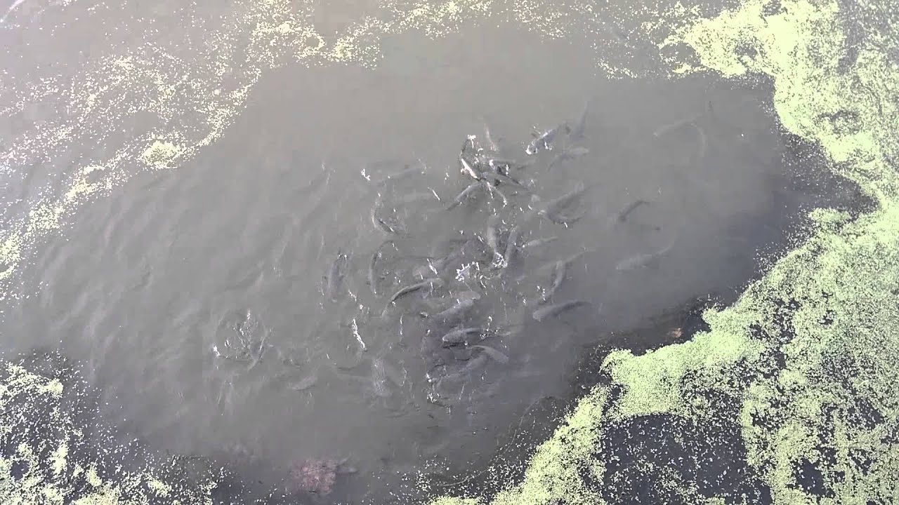 Feeding Da Bayou creatures - YouTube