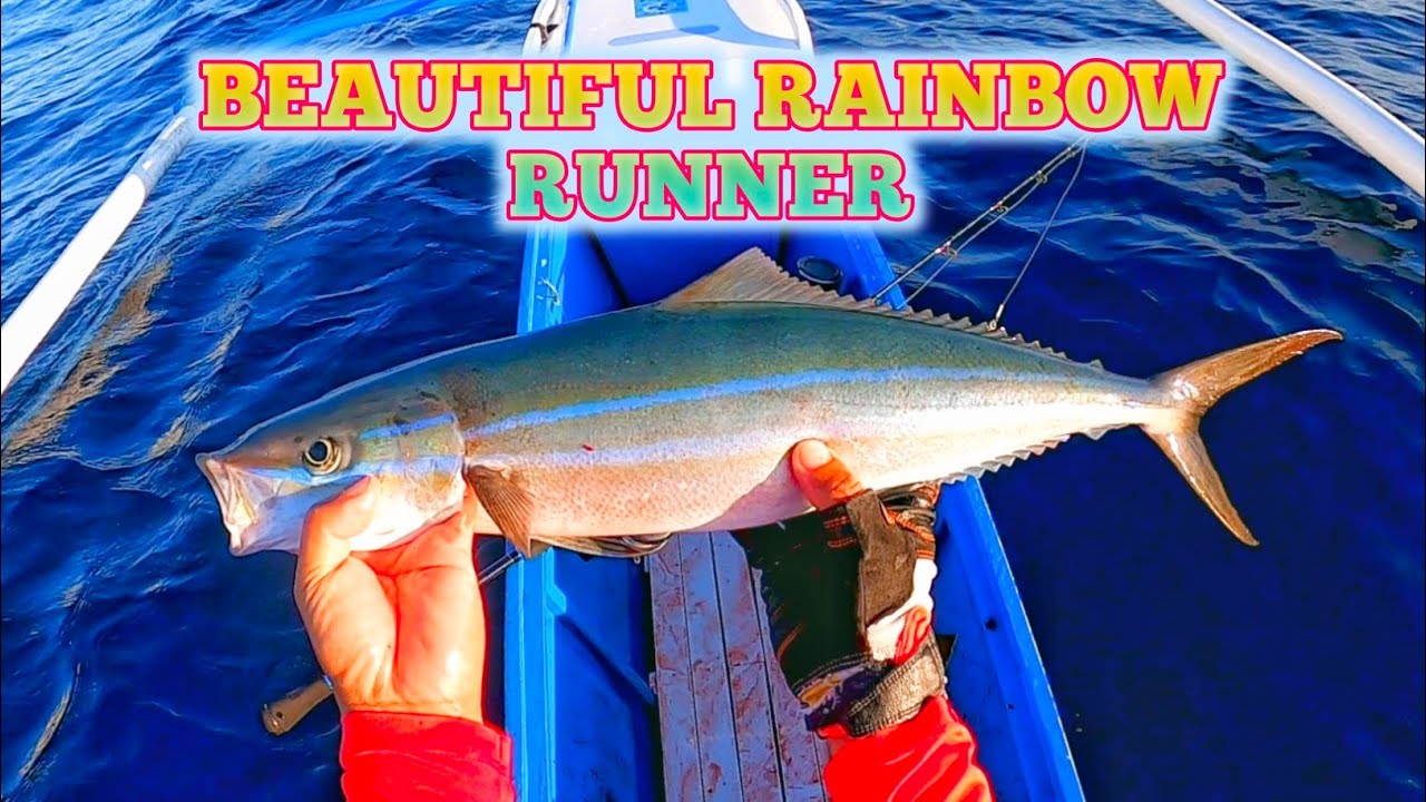 UNLOCKED, BEAUTIFUL RAINBOW RUNNER FISH CAUGHT IN TROLLING - YouTube