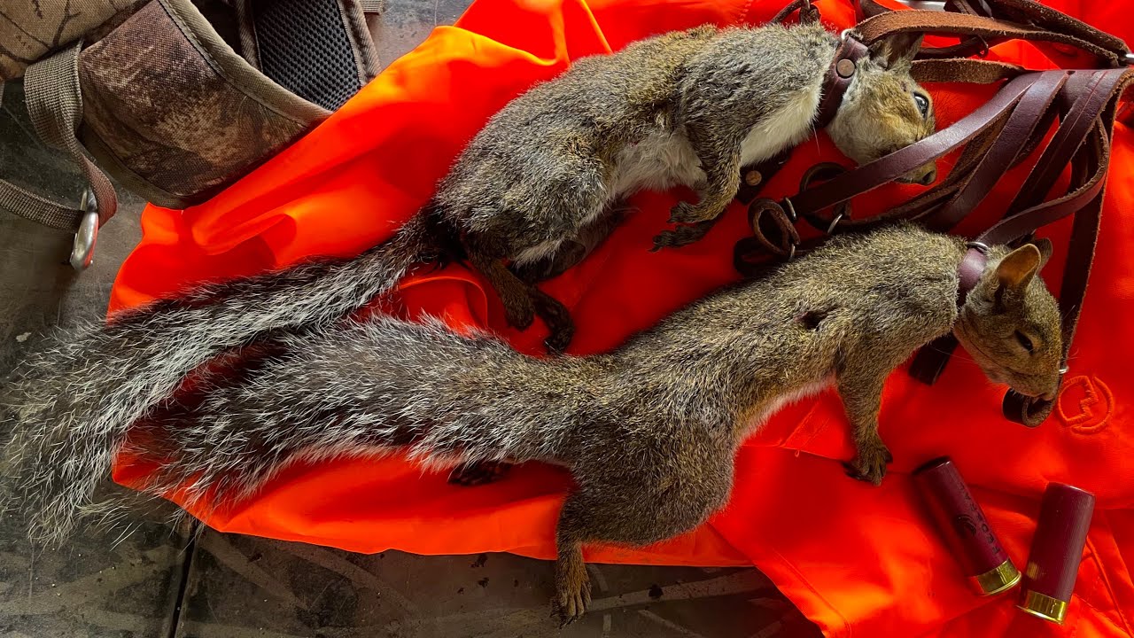 Squirrel Hunting for Beginners ( Catch and Cook ) - YouTube