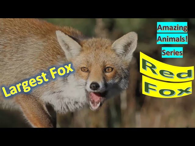 Biggest Fox In The World