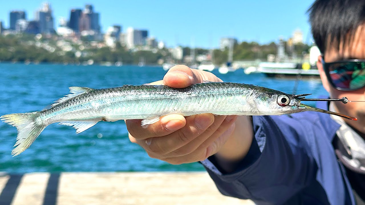Fishing Live Garfish! (Part 2 Big Smoke!) - YouTube