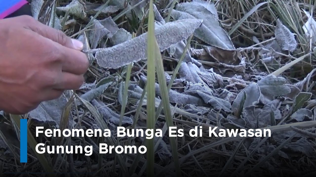 Fenomena Bunga Es di Kawasan Gunung Bromo - YouTube