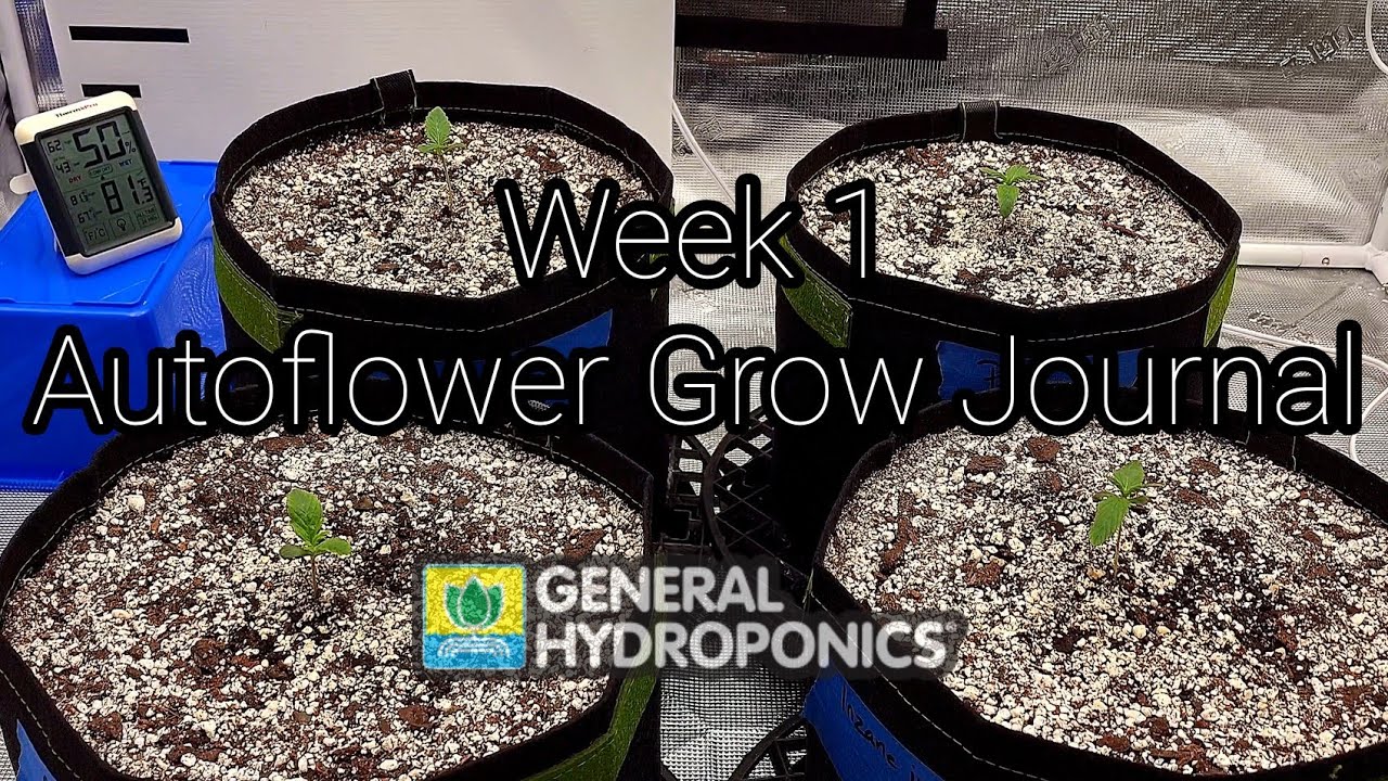 Autoflower Grow Journal. Maxibloom Only, week 1. I really appreciate ...