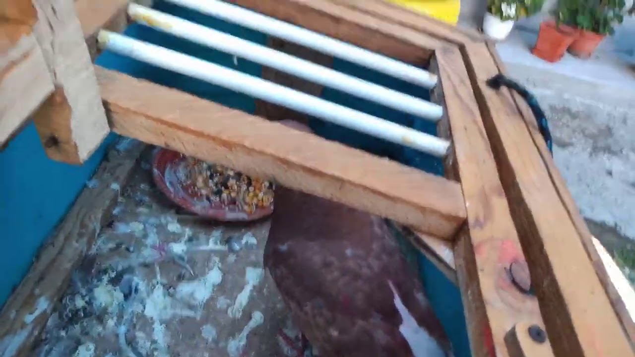 Sosiri live+antrenăm porumbei pentru etapa de fond+pui bolnav+achiziții ...