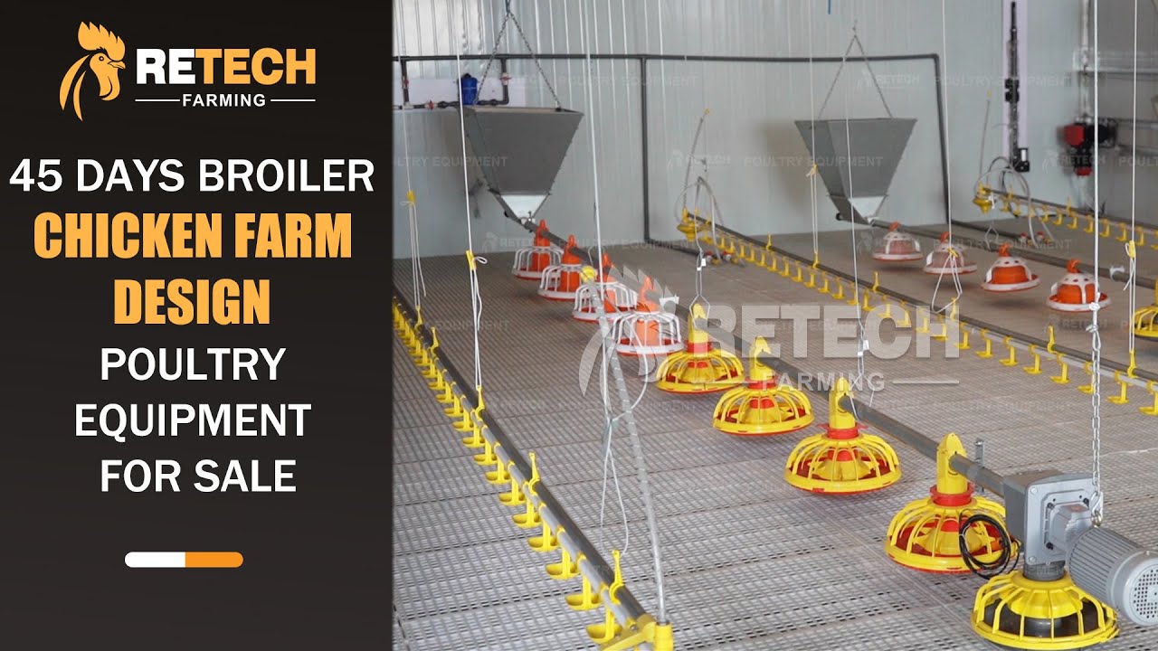 45 days broiler chicken farm design poultry equipment for sale - RETECH ...