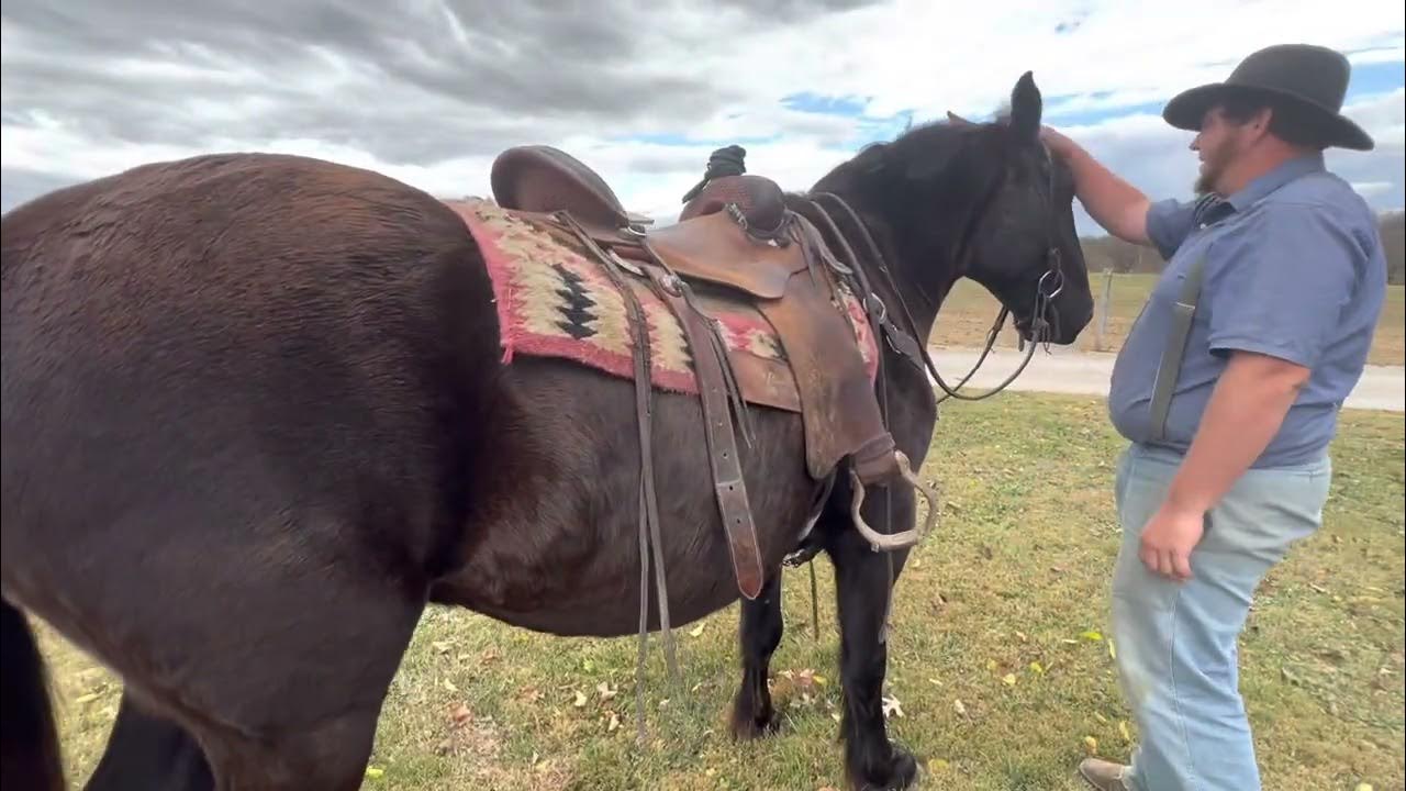 Johnny & Harvey Percheron x Morgan cross geldings RIDE & DRIVE DRAFT CROSS TEAM 606-303-5669‼️‼️ ...