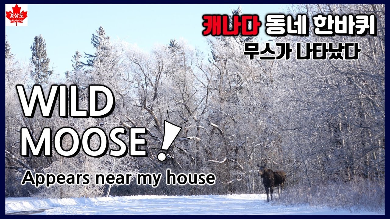 Moose appears near my house - YouTube