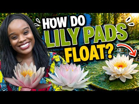 How Do Lily Pads Float? 🌿 | Water Lilies | Kindergarten Science | Educational Kids Nature Show