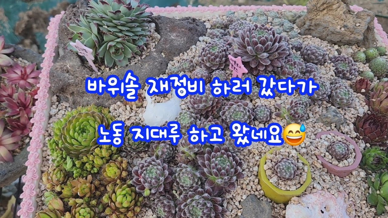 바위솔 재정비 하러 갔다가 노동 지대루 하고 날씨도 쌀쌀해 감기 걸리는줄 알았네요😅 다육이 다육이키우기 바위솔 아마존