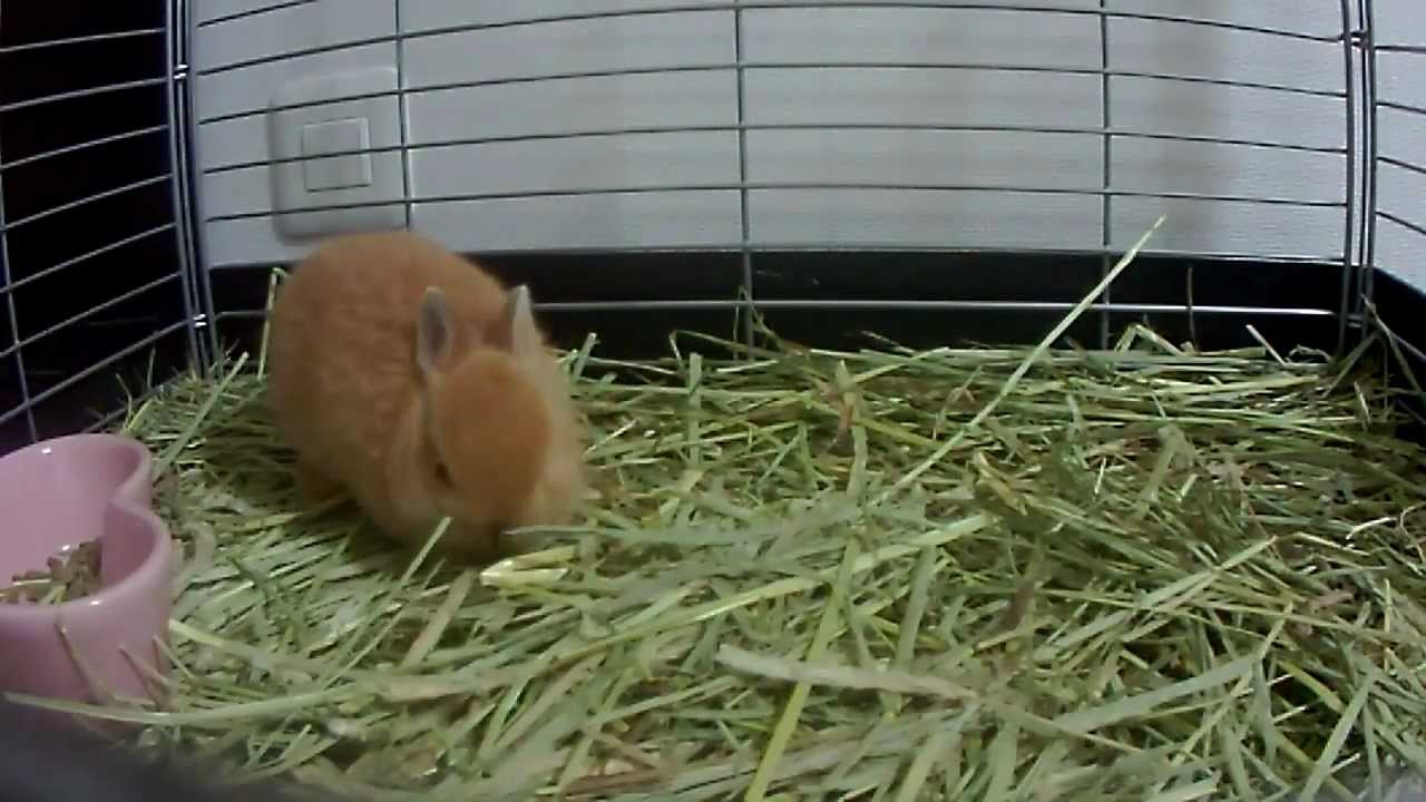 Cute Bunny eat!eat!eat!run!run!run!jump!jump!jump!!Netherland Dwarf ...