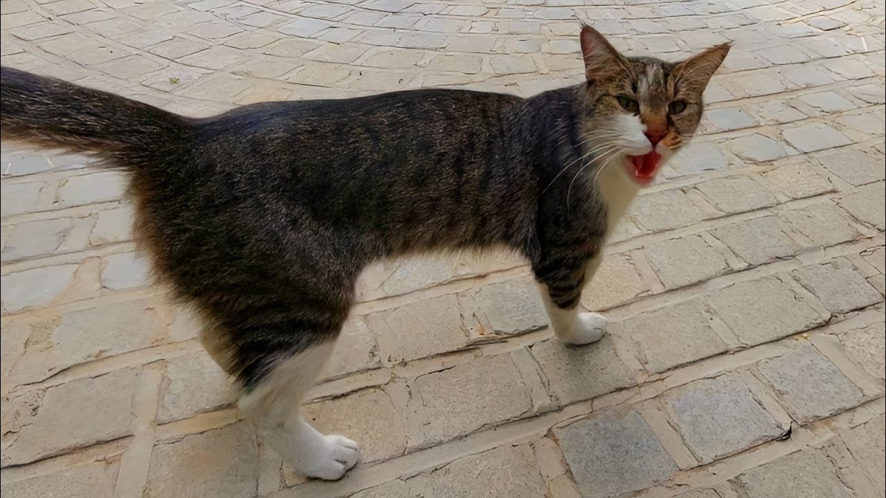 Old Female Cat with a Meow Like Crying Needed Attention and Food - YouTube