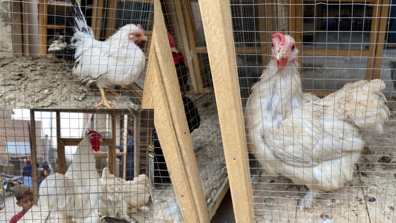 Fency Golden buff Hens|| imported breeds hens🥵🥵 - YouTube
