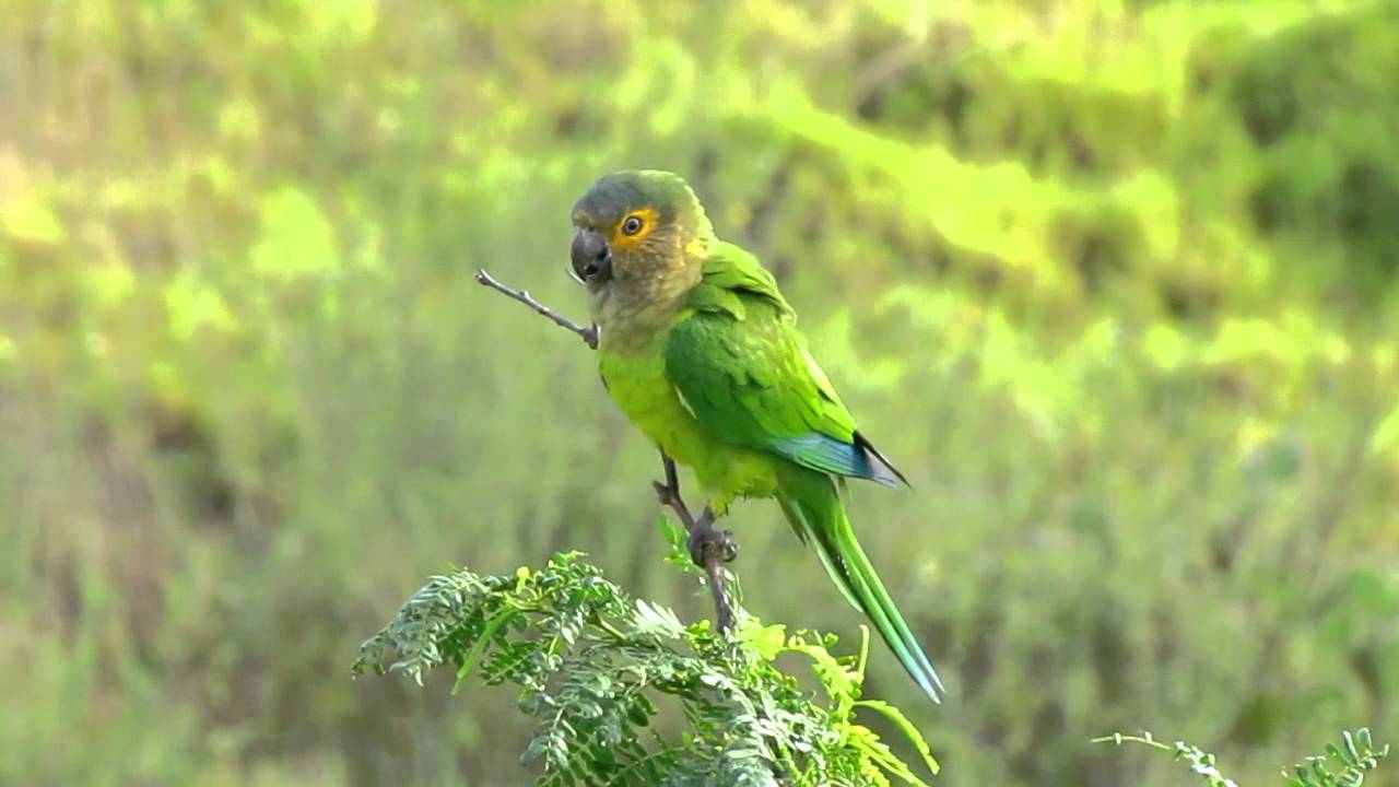 Aruba Birds - Aruban Brown-throated Parakeet Aruba Nov 29 2011 - YouTube