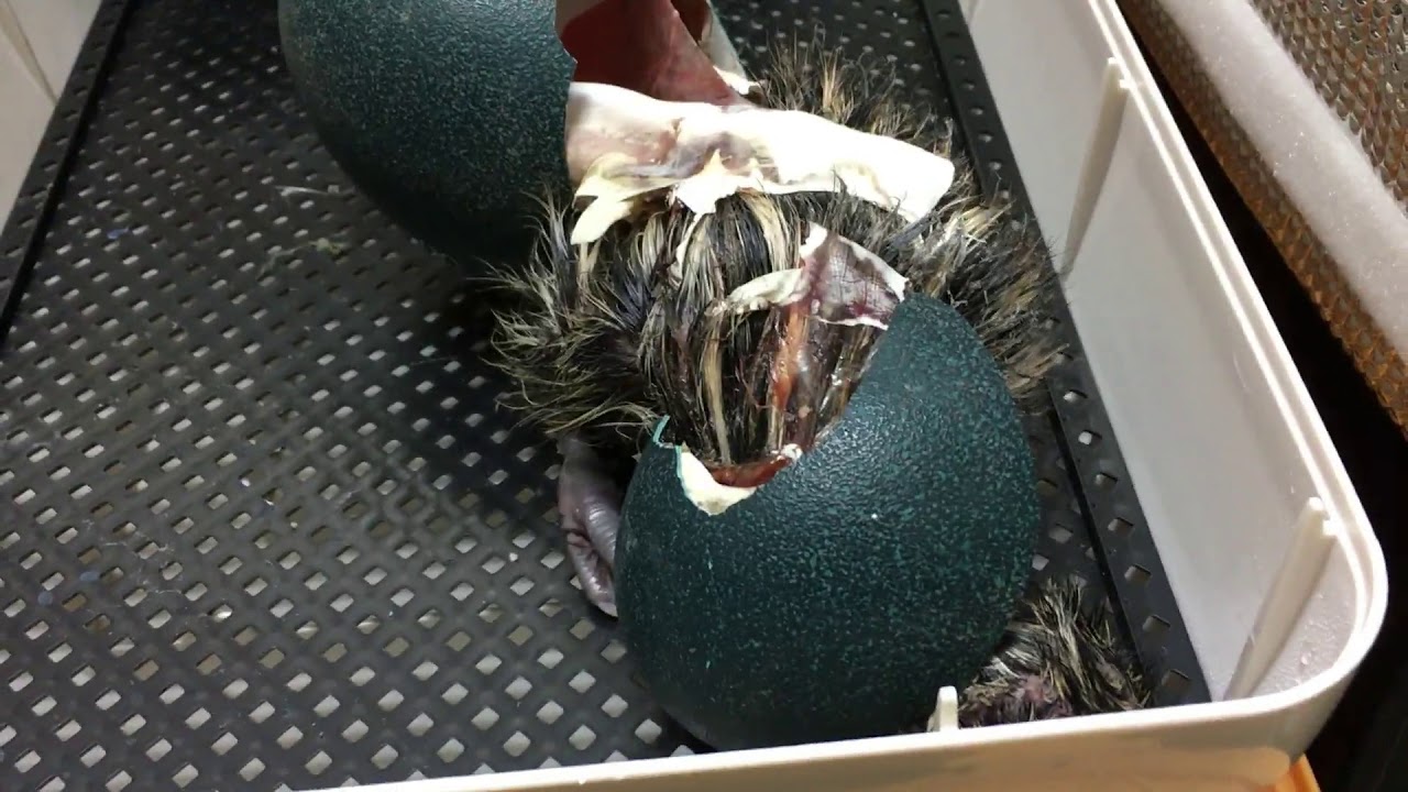 Emu's hatching - YouTube