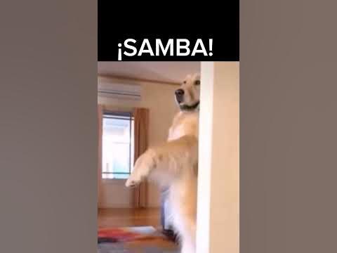 🐶 #perro #baila #samba 🐩 #perrito #bailando en 2 patas 🐾 #peludo #bailador 💃 #goldenretriever ...