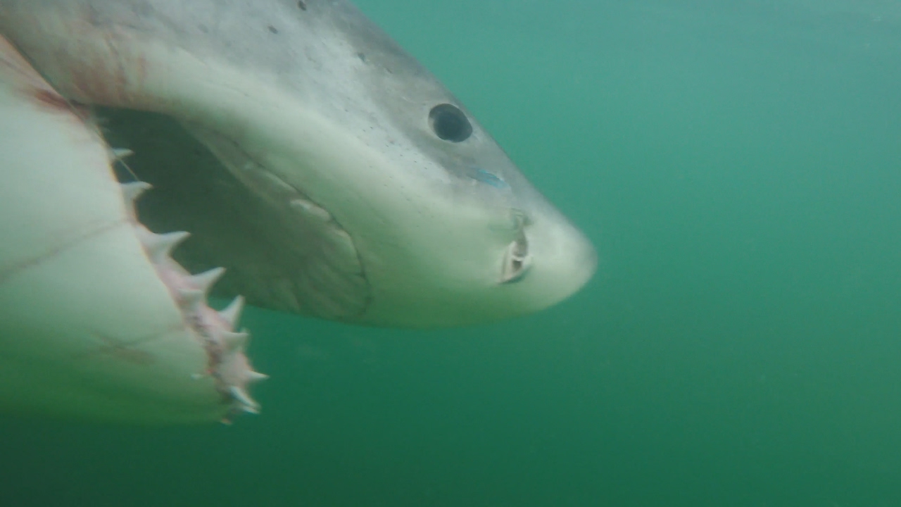 Great White shark caught and released off Hilton Head, SC - YouTube