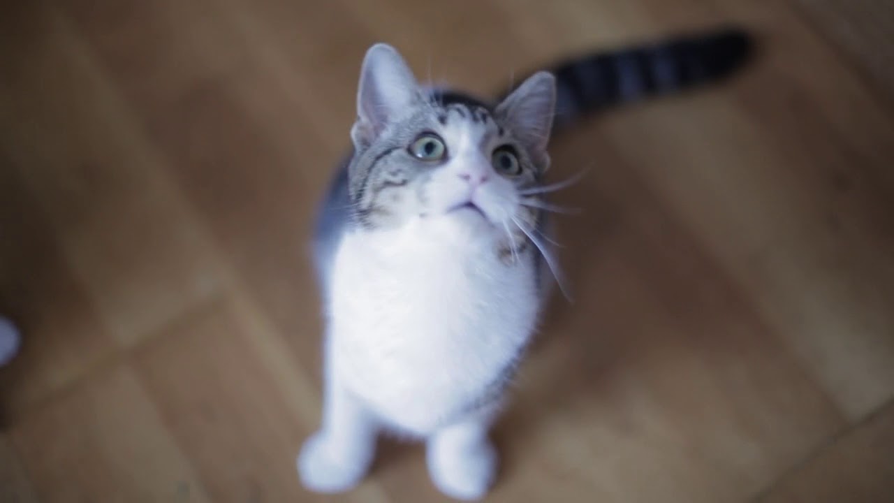 Absolutely Cuckoo Cats - YouTube