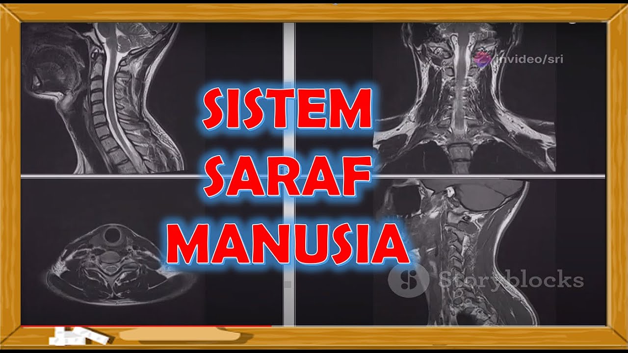 Sistem Saraf Manusia - YouTube