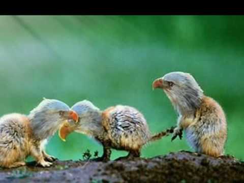 Animal Abominations of Photoshop - YouTube