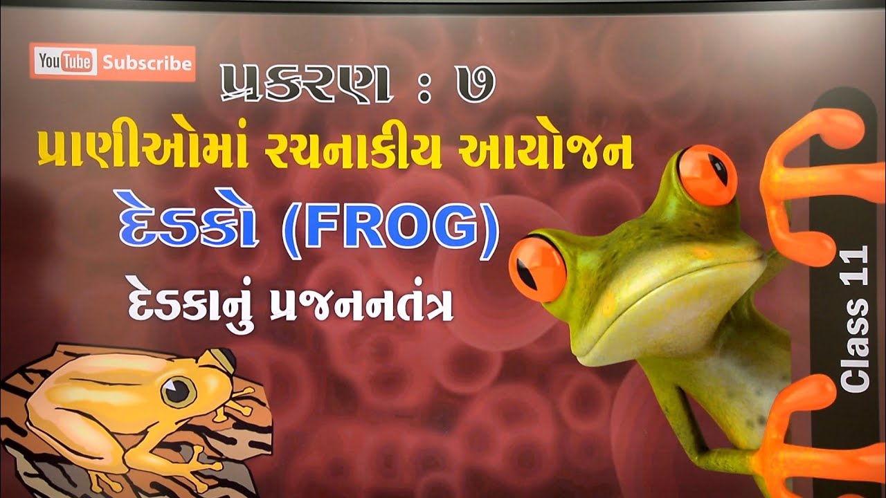 L-13 | Frog reproductive system | structural organization in animal ...