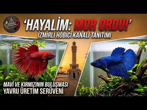 İlk Video Kanal Tanıtımı | Osmanlı Akvaryumu (kötü haber!)