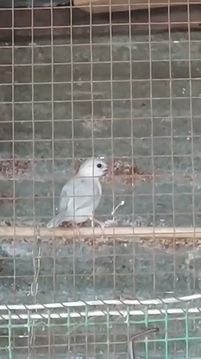 Java Sparrow In My Cage @joypramanik8571 #awasome #nice #beautiful # ...