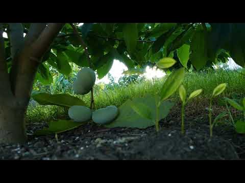 Pawpaw GRAFT update - 7.23.22 - Regulus, Mammoth, Summer Delight, Benny ...