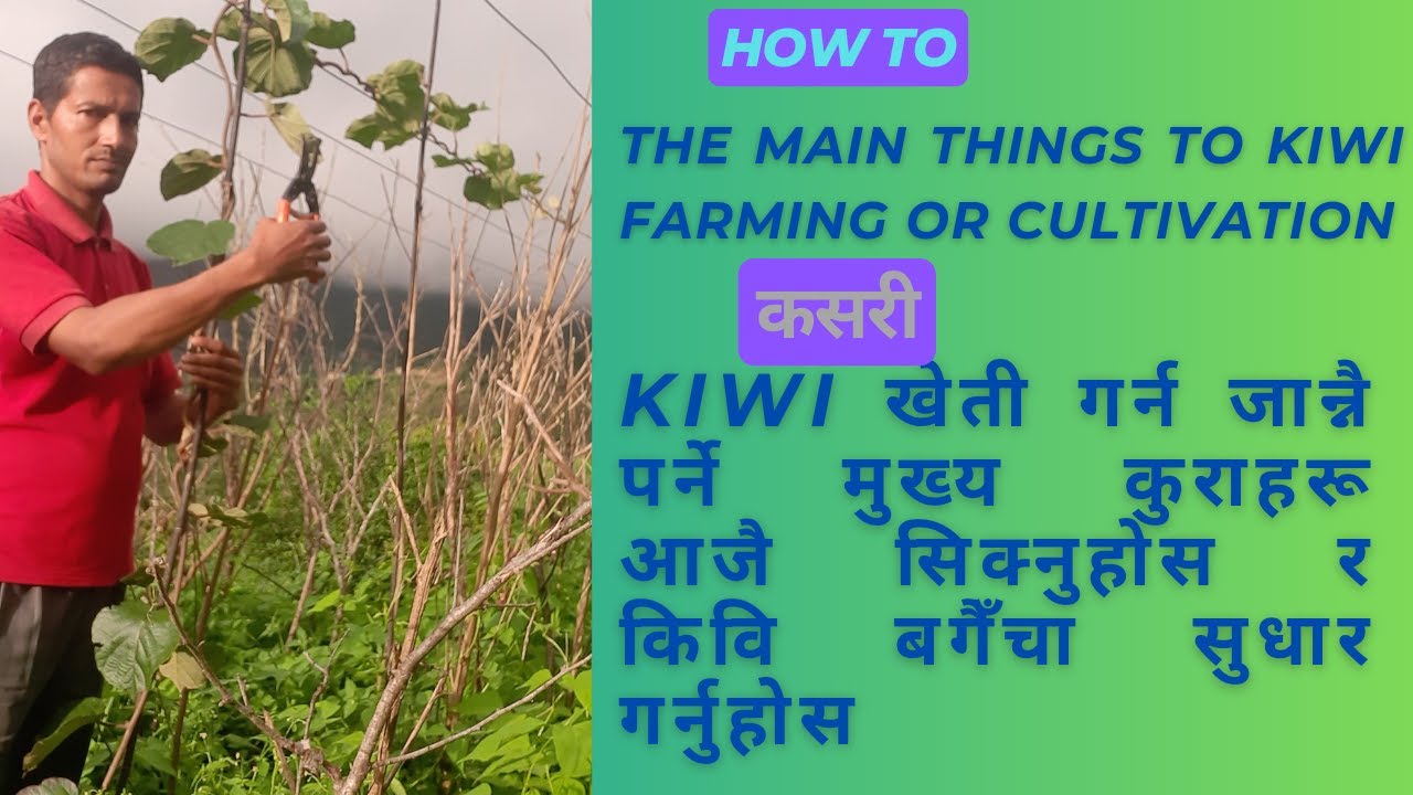 How To Make Money KiWi Farming/कवि खेति बारे विशेष जानकारी /Deep ...
