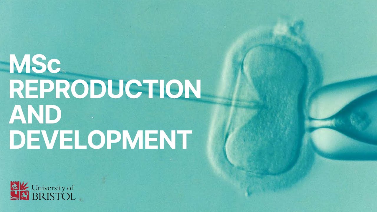 MSc in Reproduction and Development at Bristol - YouTube