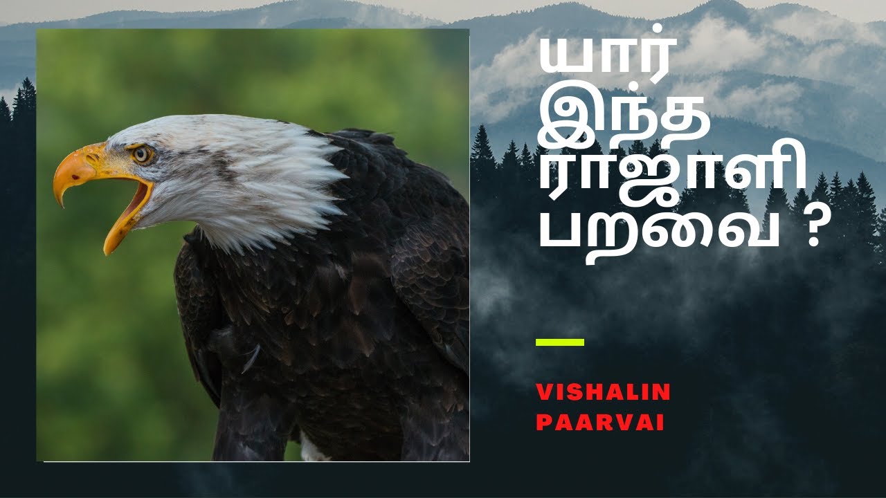 Yaar intha rajali Paravai?||Senmugapar kazhuku||Rajali bird||Bonelli's ...